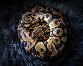 Royal Python – Bermondsey Exotics